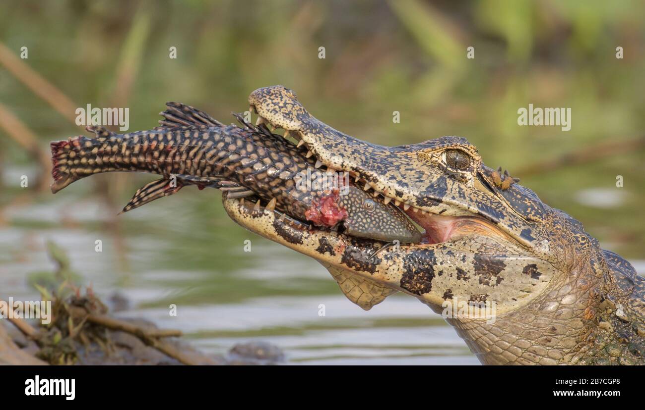 Poisson alligator Banque de photographies et d’images à haute ...