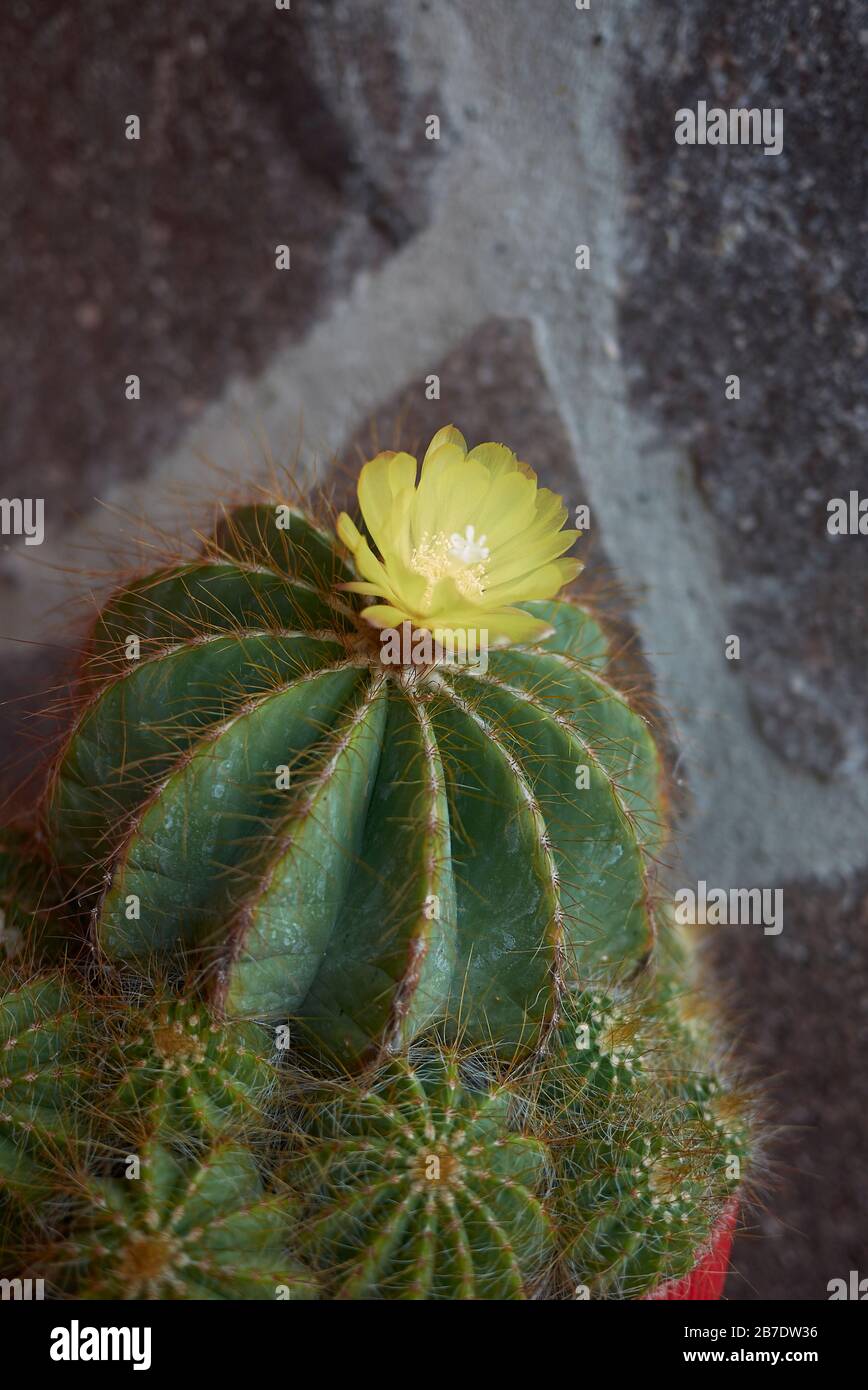 Notocactus parodia Banque de photographies et d’images à haute ...