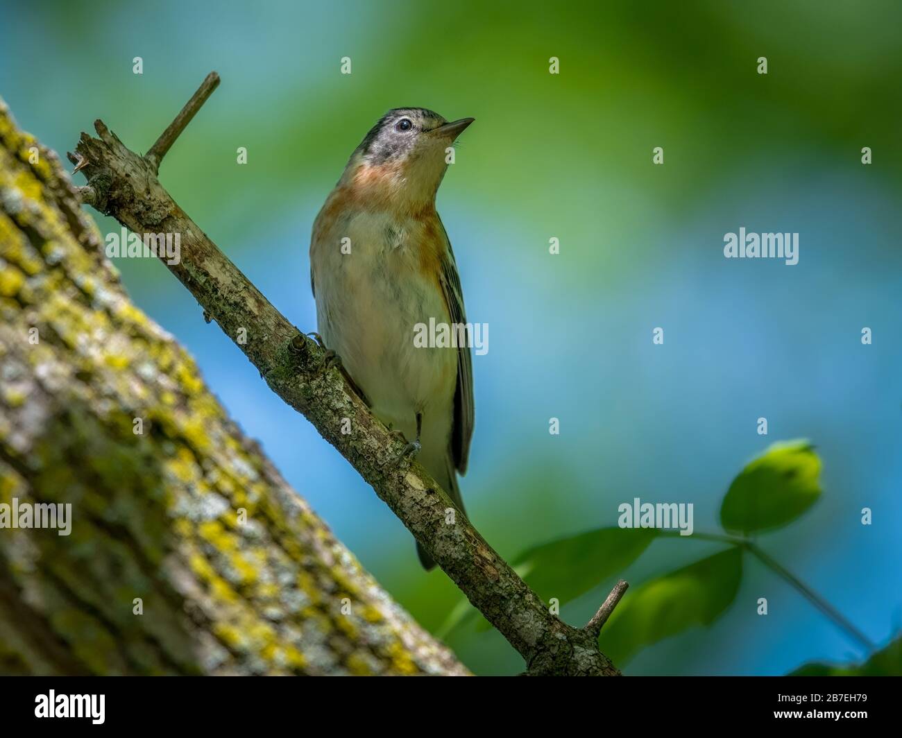 Setophaga castanea Banque de photographies et d’images à haute ...