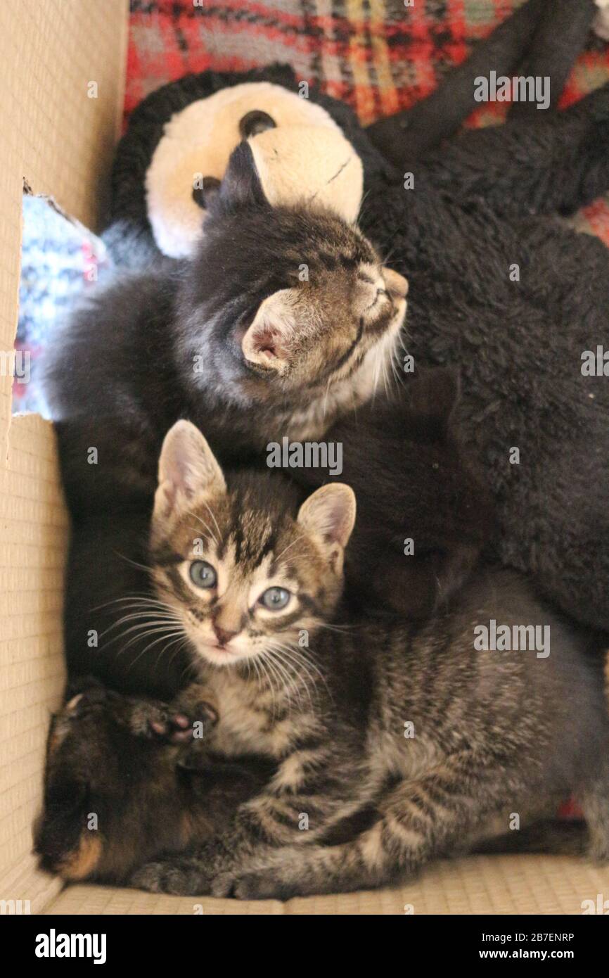 Photo chaton prise après cette incroyable 5 chats nés. Photos prises 2 ...
