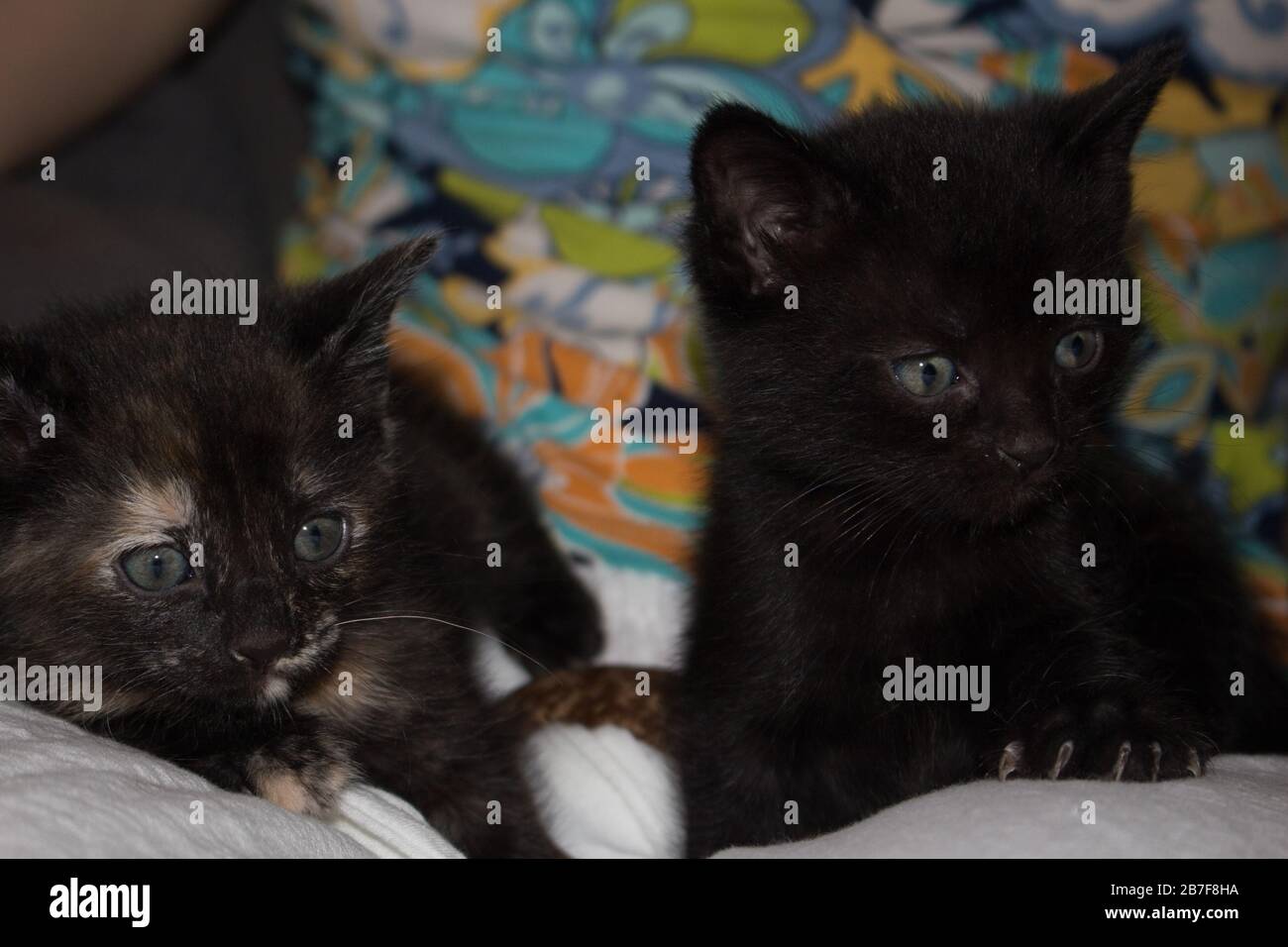 Photo chaton prise après cette incroyable 5 chats nés. Photos prises 2 ...