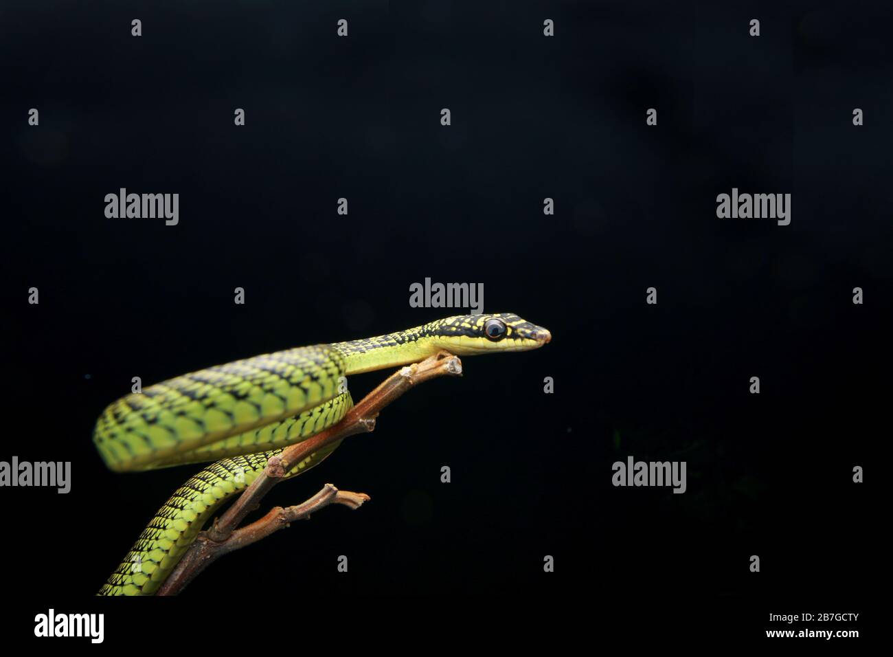 Chrysopelea ornata Banque de photographies et d’images à haute ...