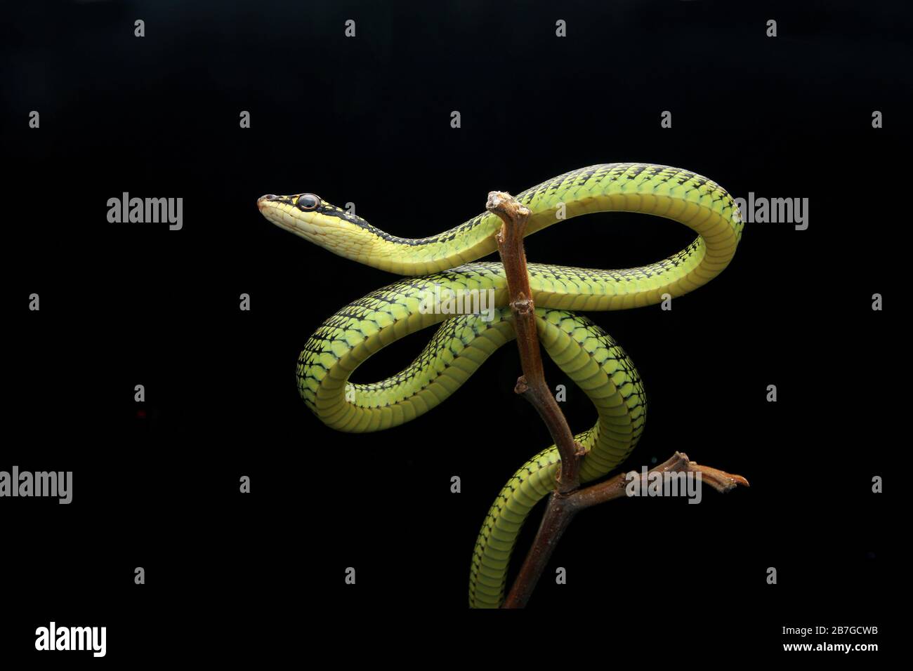 Chrysopelea ornata Banque de photographies et d’images à haute ...