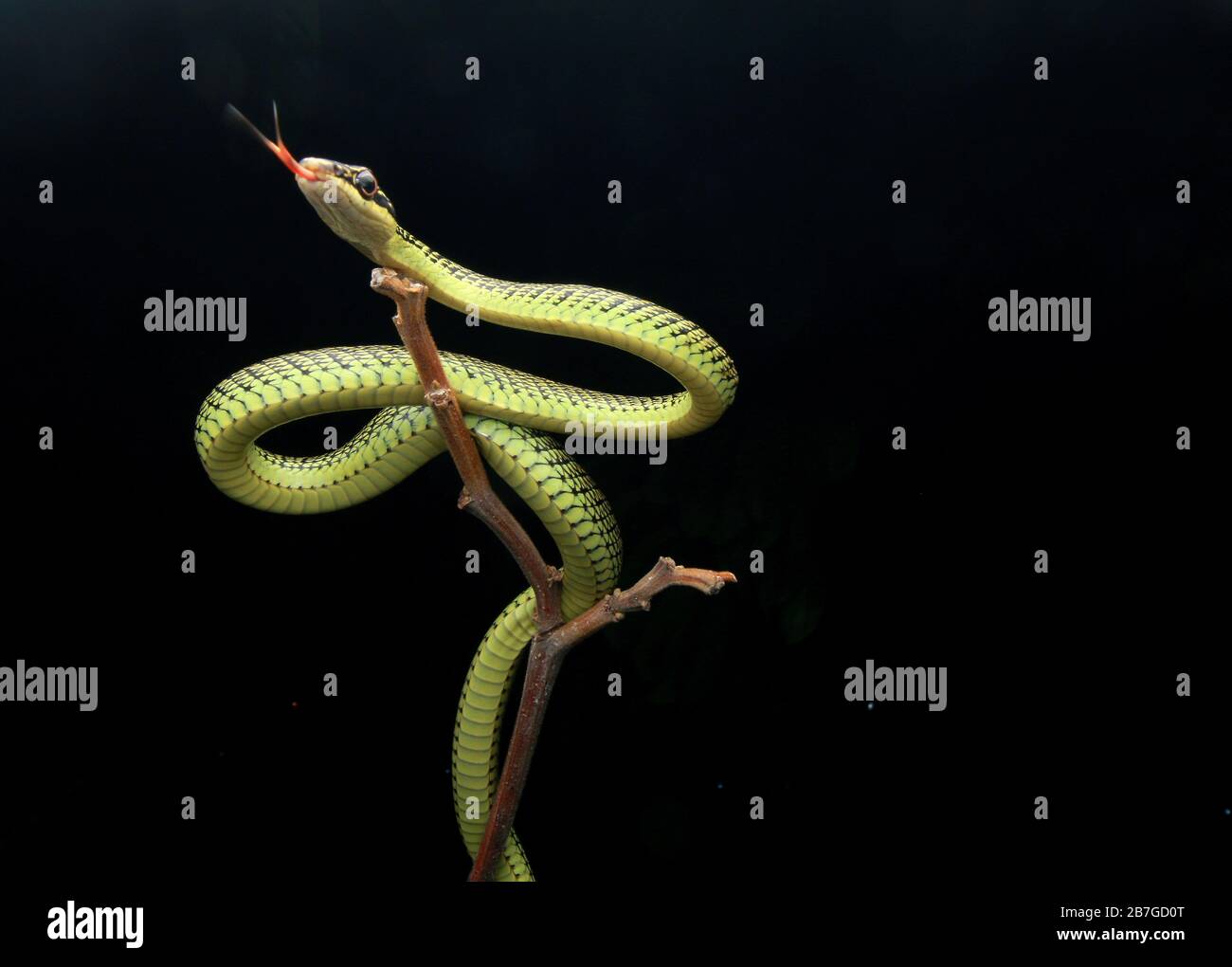 Chrysopelea ornata Banque de photographies et d’images à haute ...