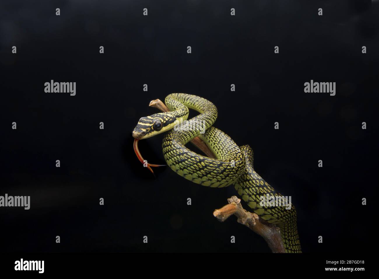 Chrysopelea ornata Banque de photographies et d’images à haute ...