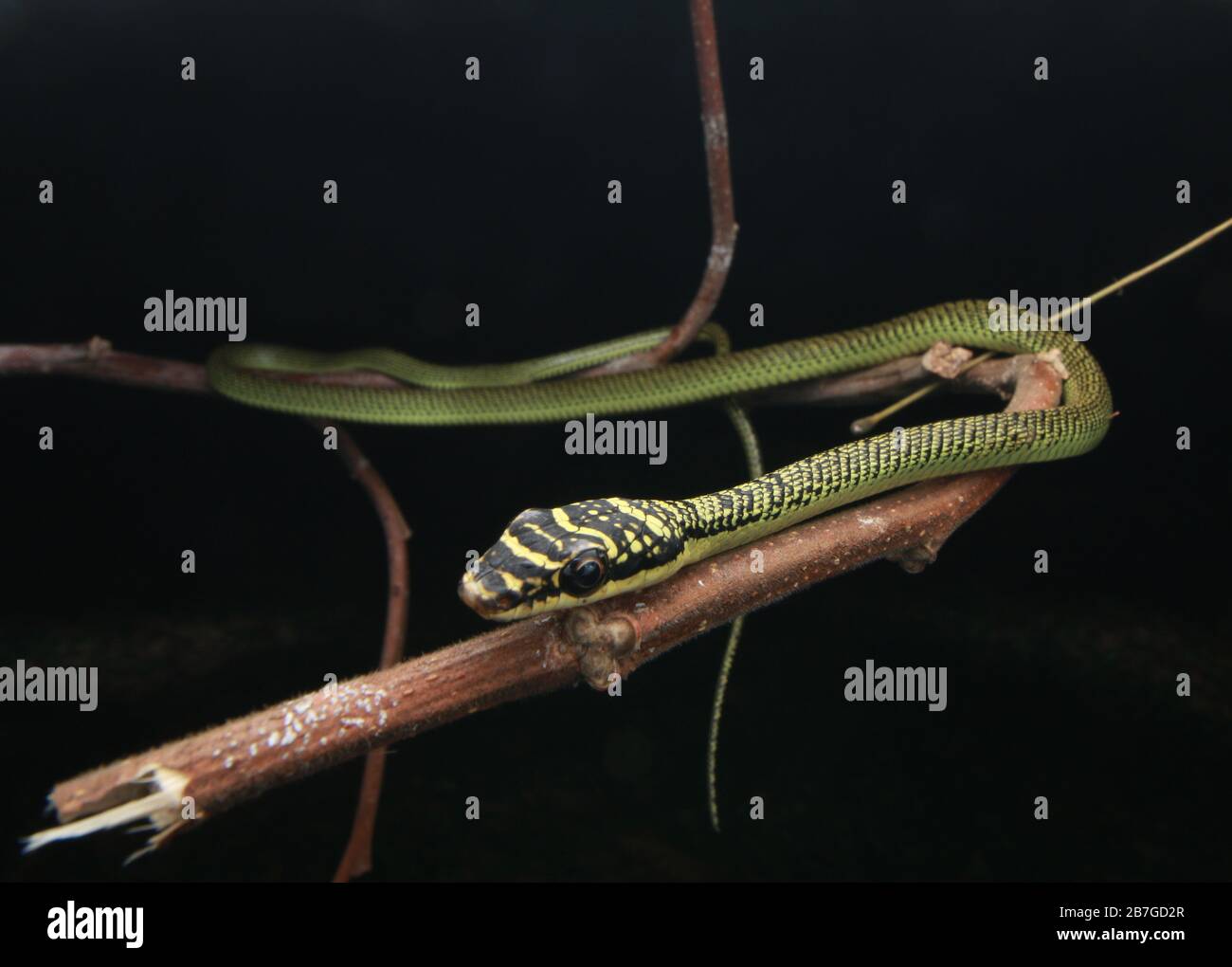 Très beau serpent doré arbre chrysopelea orné Banque de photographies ...