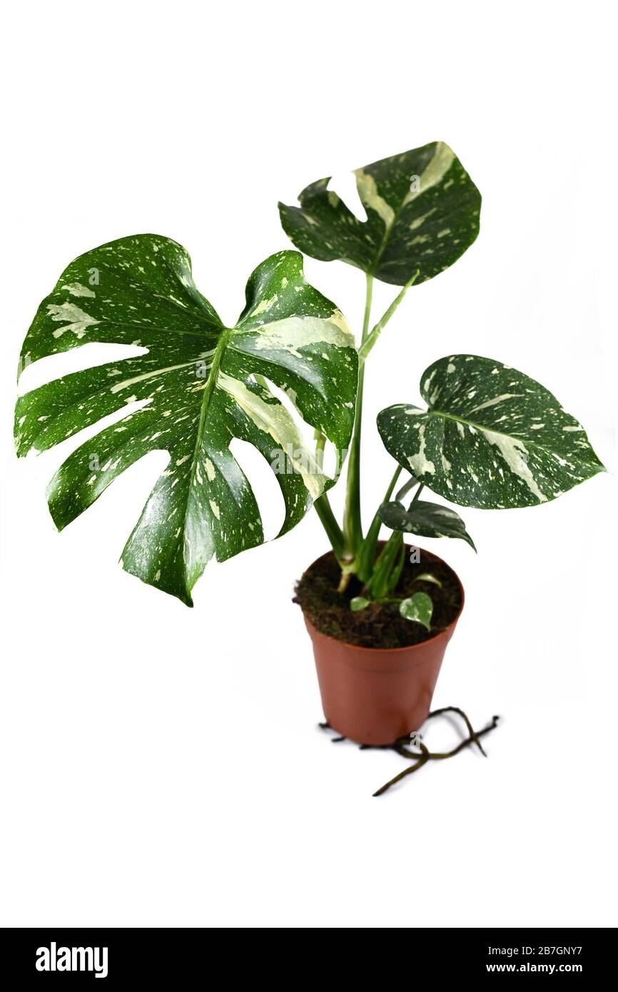 Monstera deliciosa variegata Banque de photographies et d’images à ...