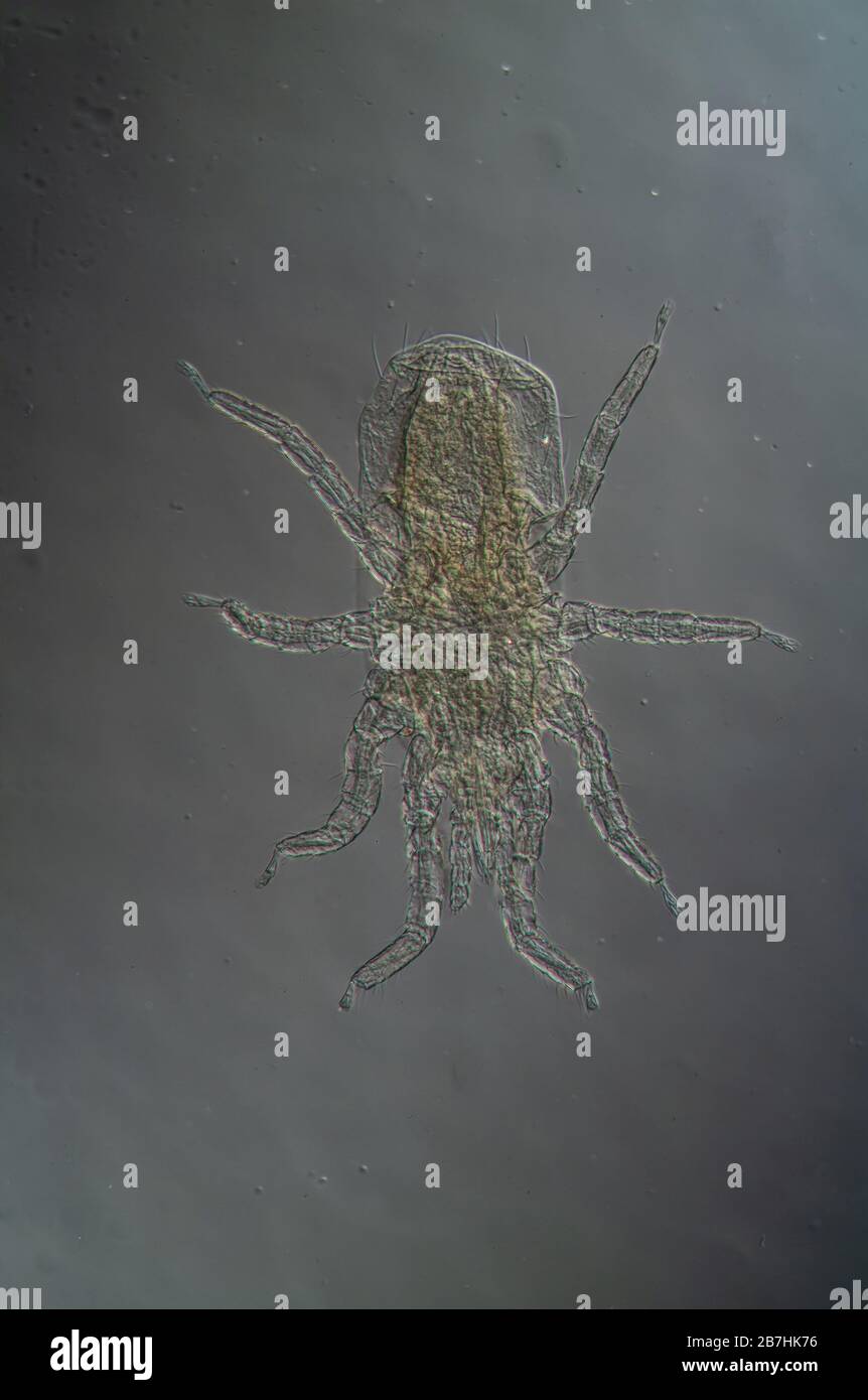 Acarien de poulet Banque de photographies et d’images à haute ...