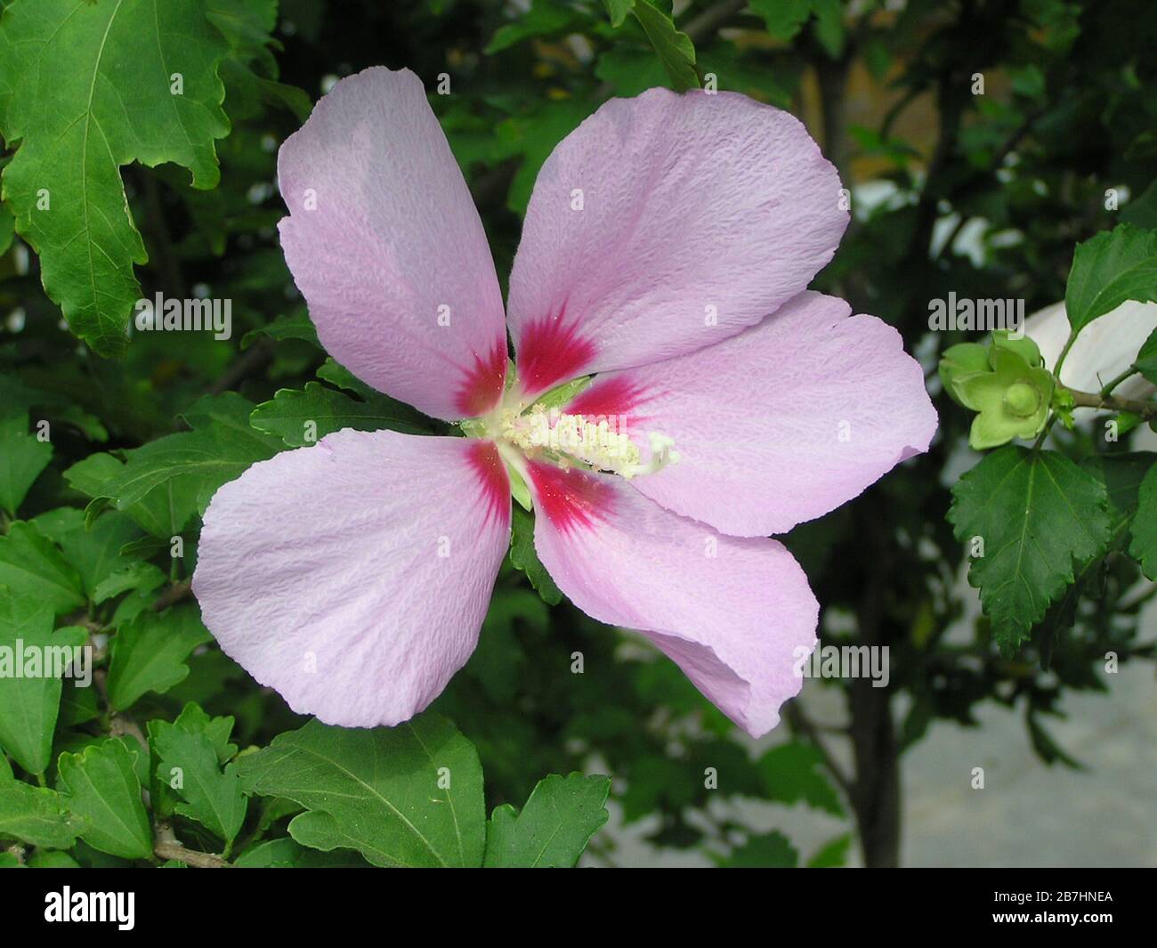 Hibiscus illustrations Banque de photographies et d’images à haute ...