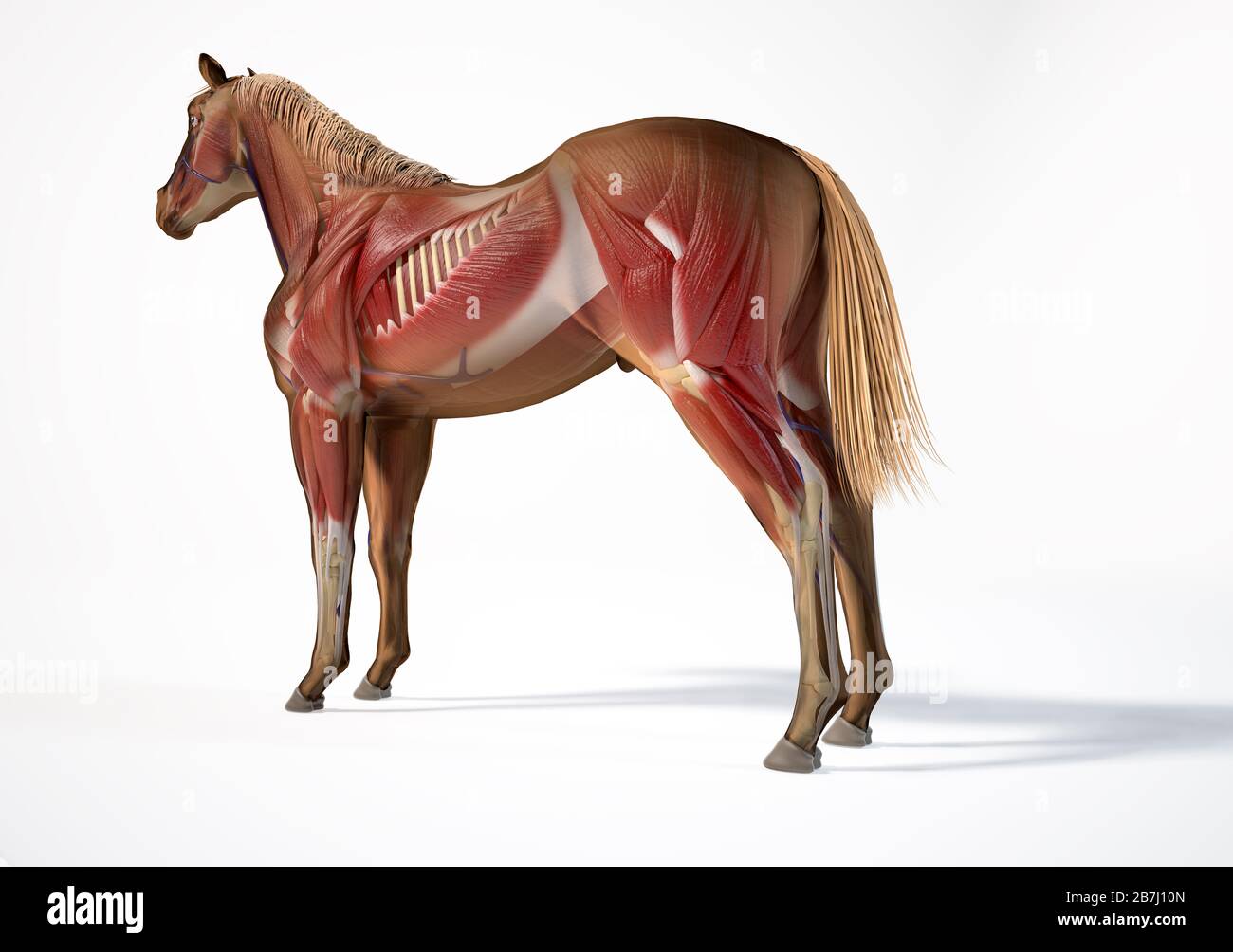 Anatomie cheval Banque de photographies et d’images à haute résolution ...