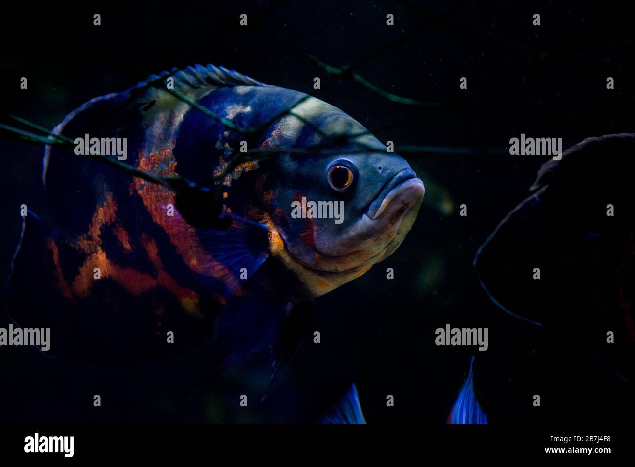 Oscar astronotus ocellatus Banque de photographies et d’images à haute ...