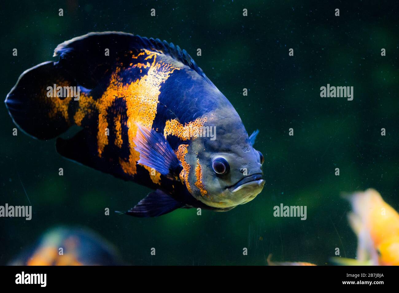 Poissons d'aquarium d'eau douce, l'oscar (Astronotus ocellatus Photo ...