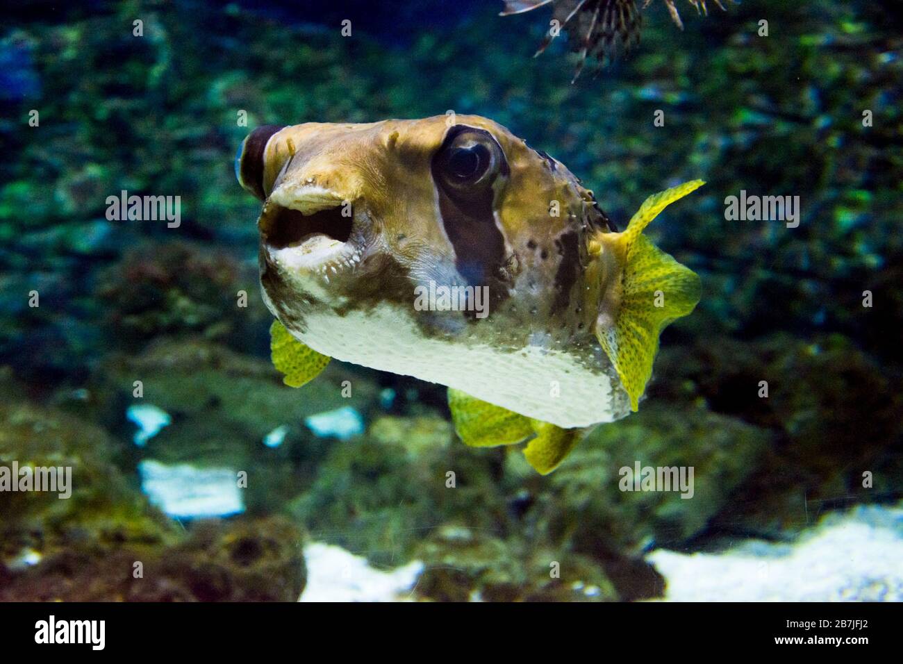 Afrique poisson poisson tetraodon Banque de photographies et d’images à ...