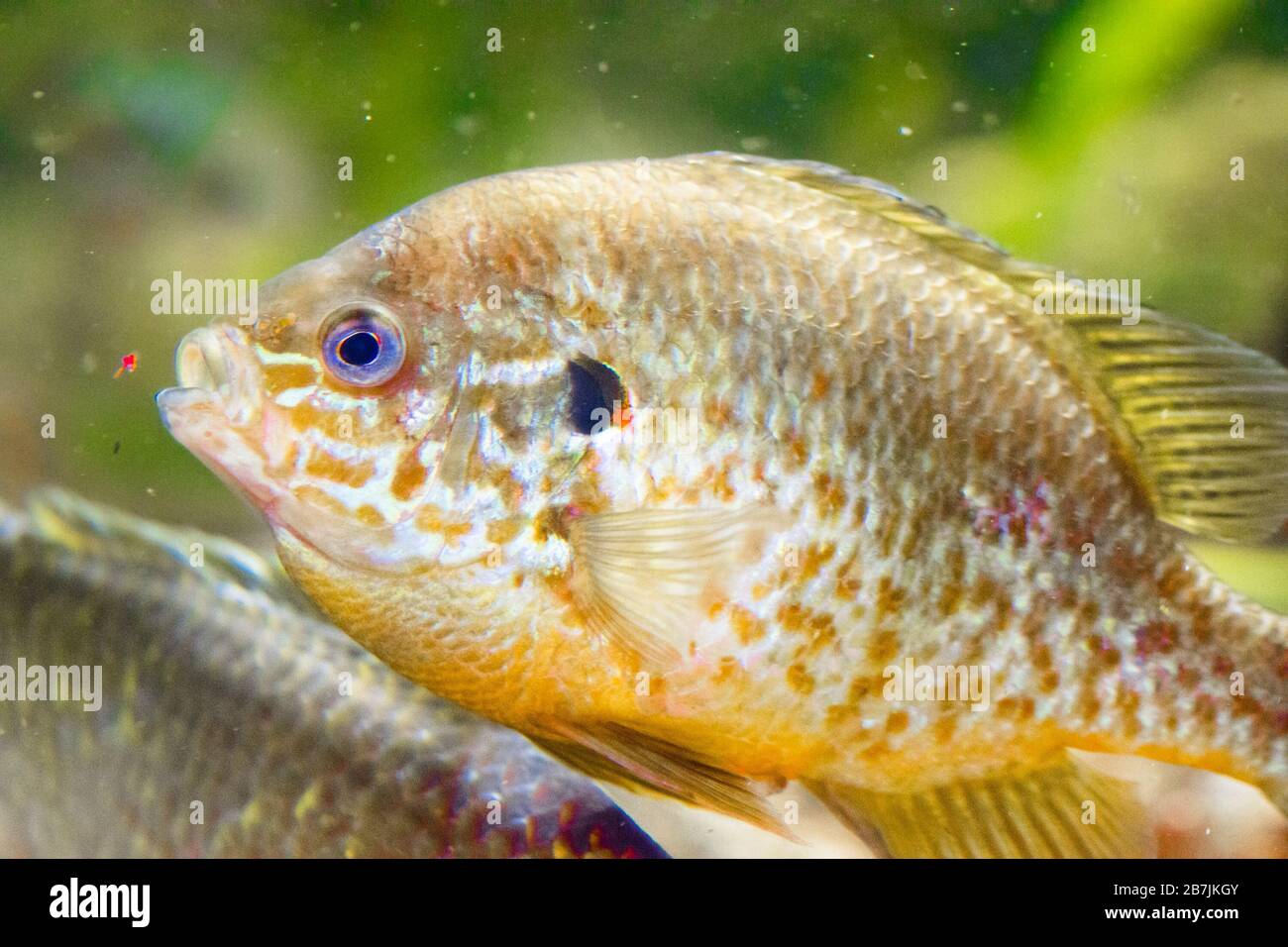 Poisson Perche Banque d'image et photos - Alamy