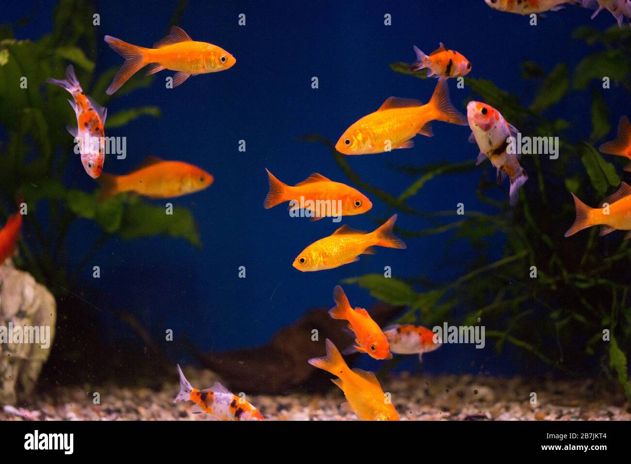 Poisson rouge carassius auratus Banque de photographies et d’images à ...