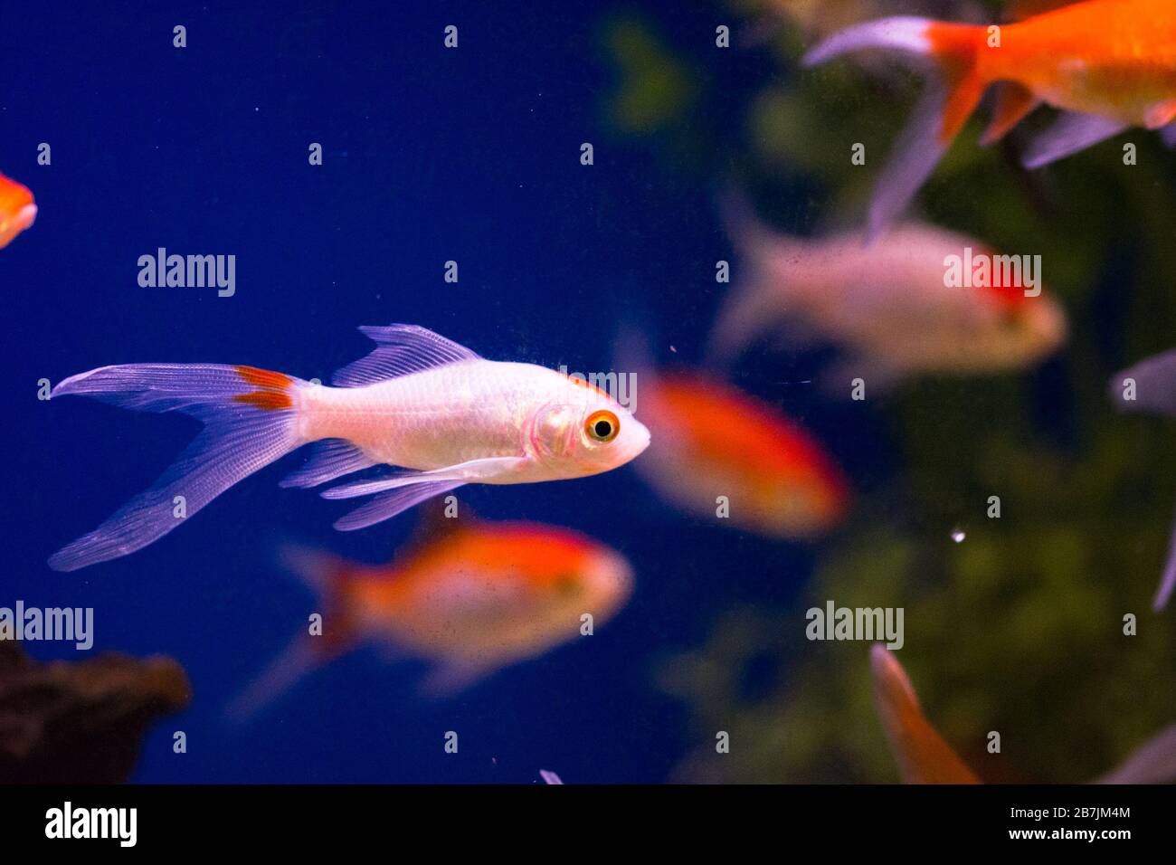 Tête de lion poisson rouge Banque de photographies et d’images à haute ...