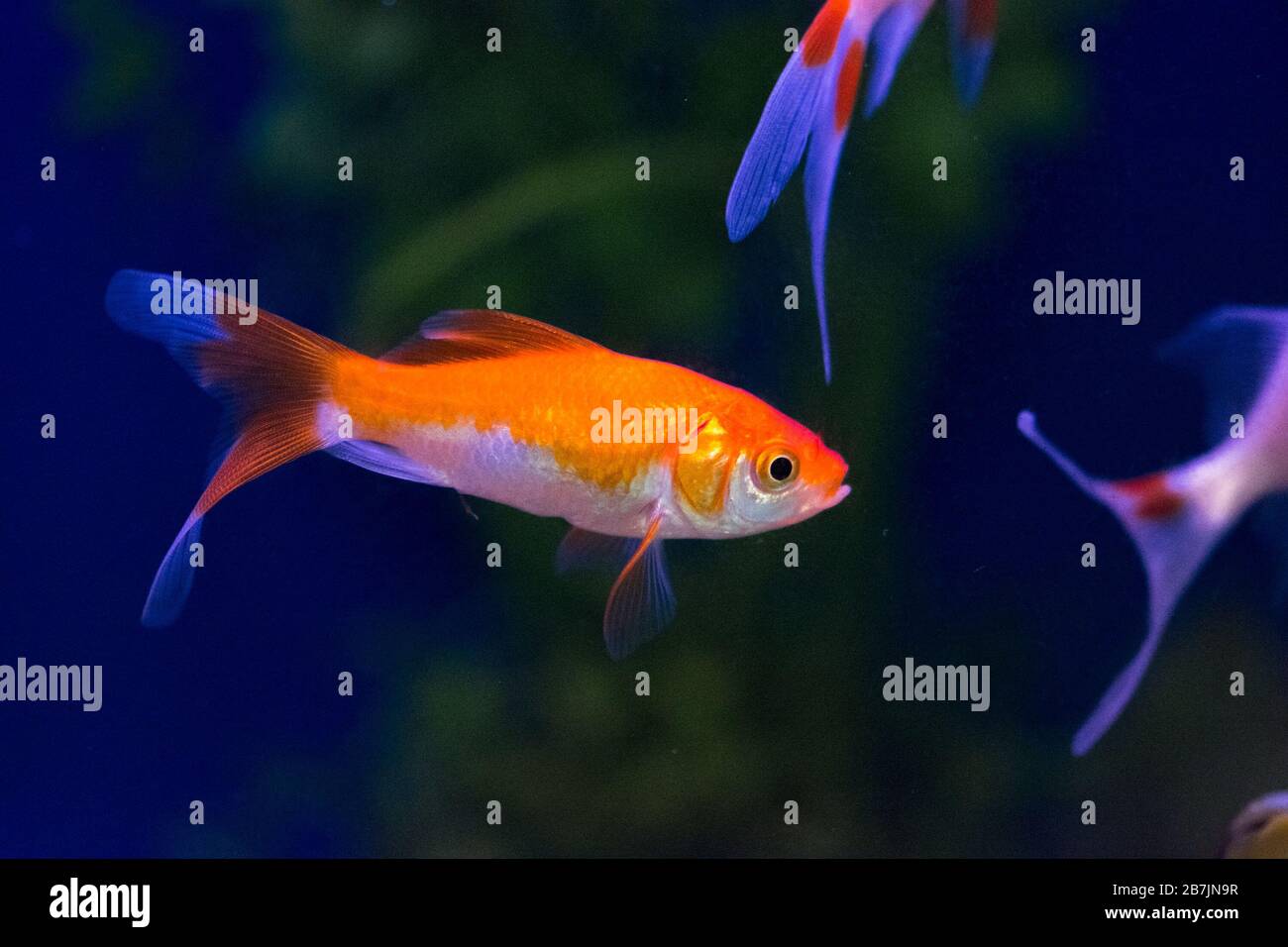 Aquarium De Poisson Rouge Banque d'image et photos - Alamy