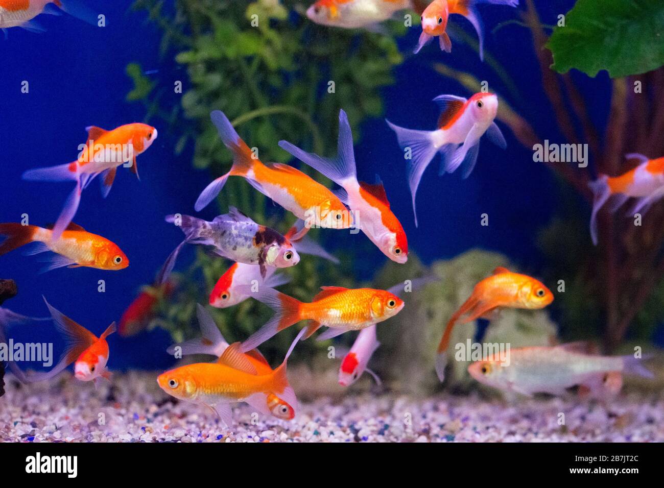 Poisson rouge en aquarium Banque de photographies et d’images à haute ...