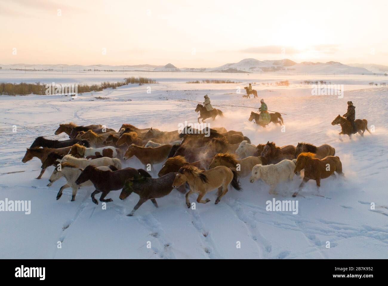 Culture de cheval Banque de photographies et d’images à haute ...