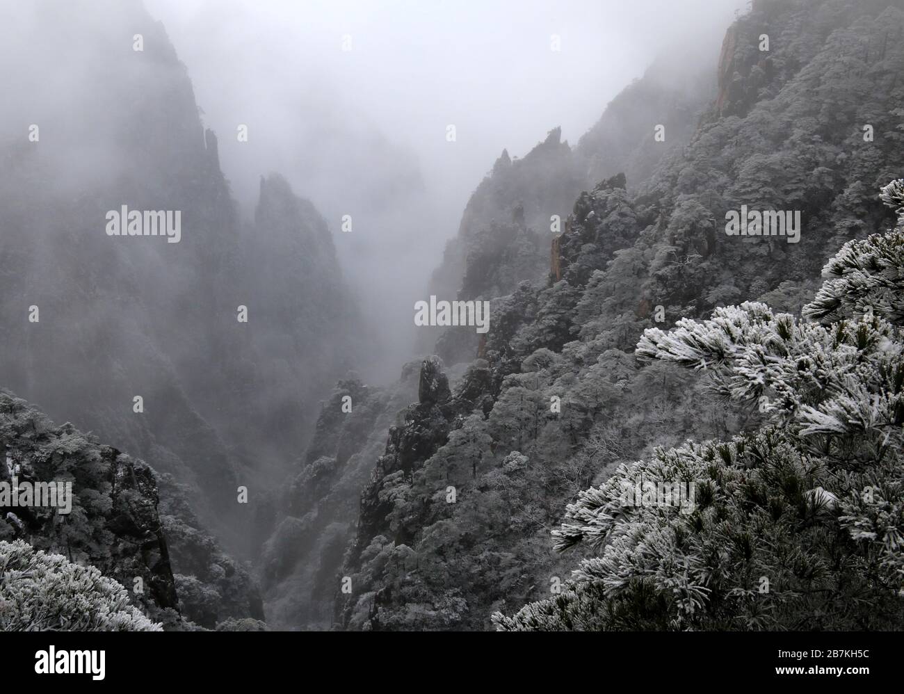 La vue sur la forêt de Huangshan, également connue sous le nom de ...