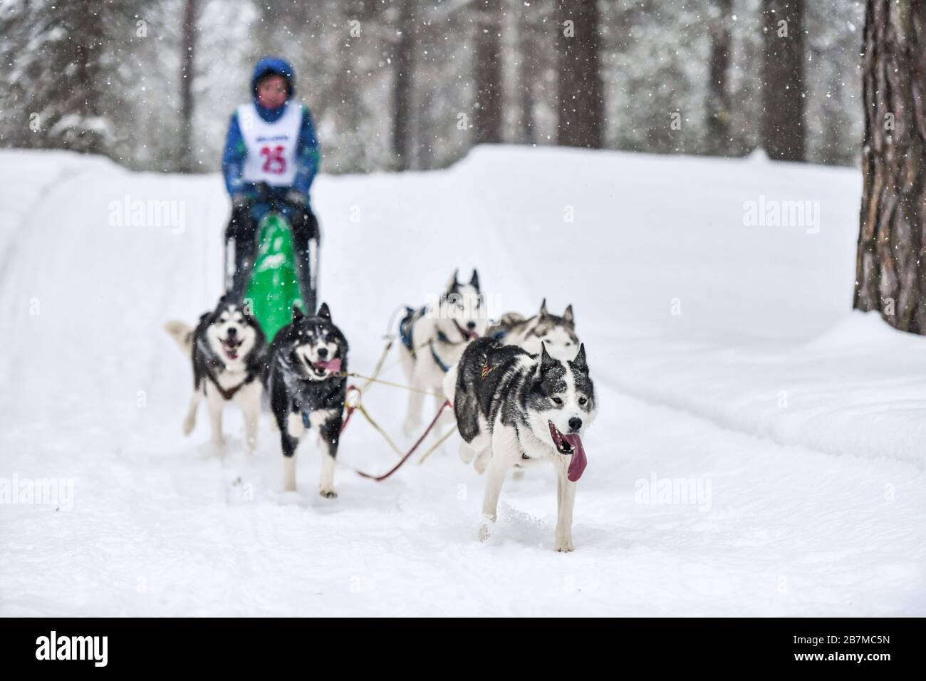 Courses de chiens de traîneau. Les chiens de traîneau Husky tirent un ...