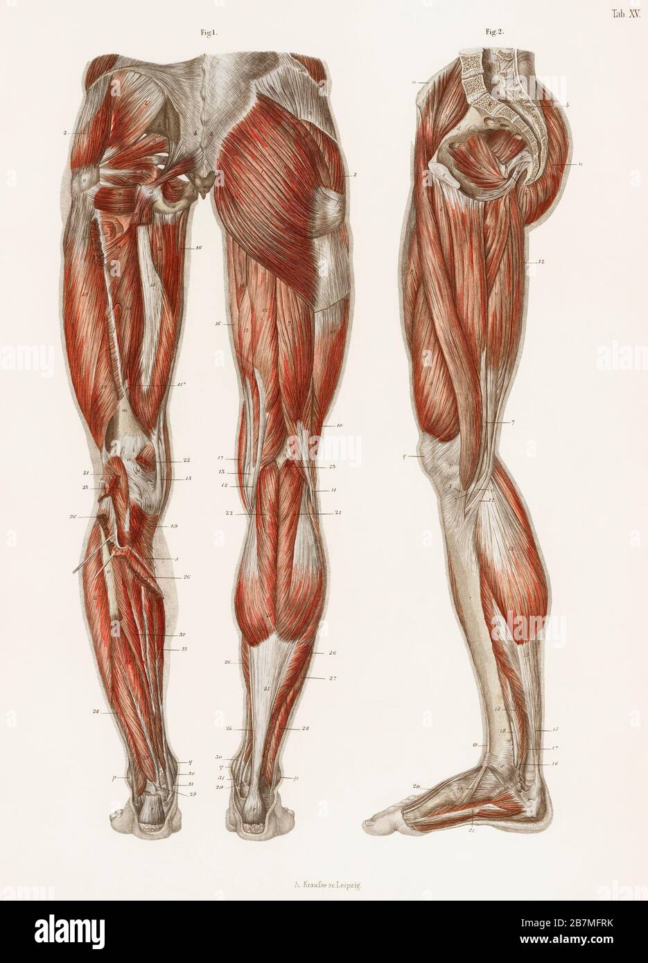 Atlas and textbook of human anatomy Banque de photographies et d’images ...