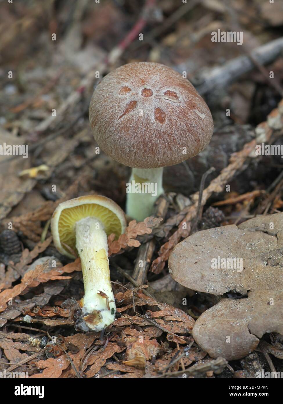 Collybia peronata Banque de photographies et d’images à haute ...