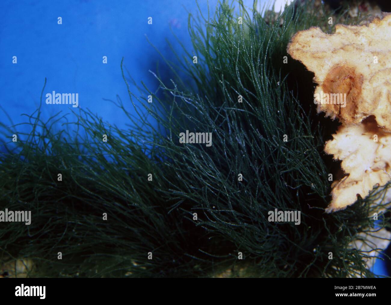 Algues filamenteuses Banque de photographies et d’images à haute ...