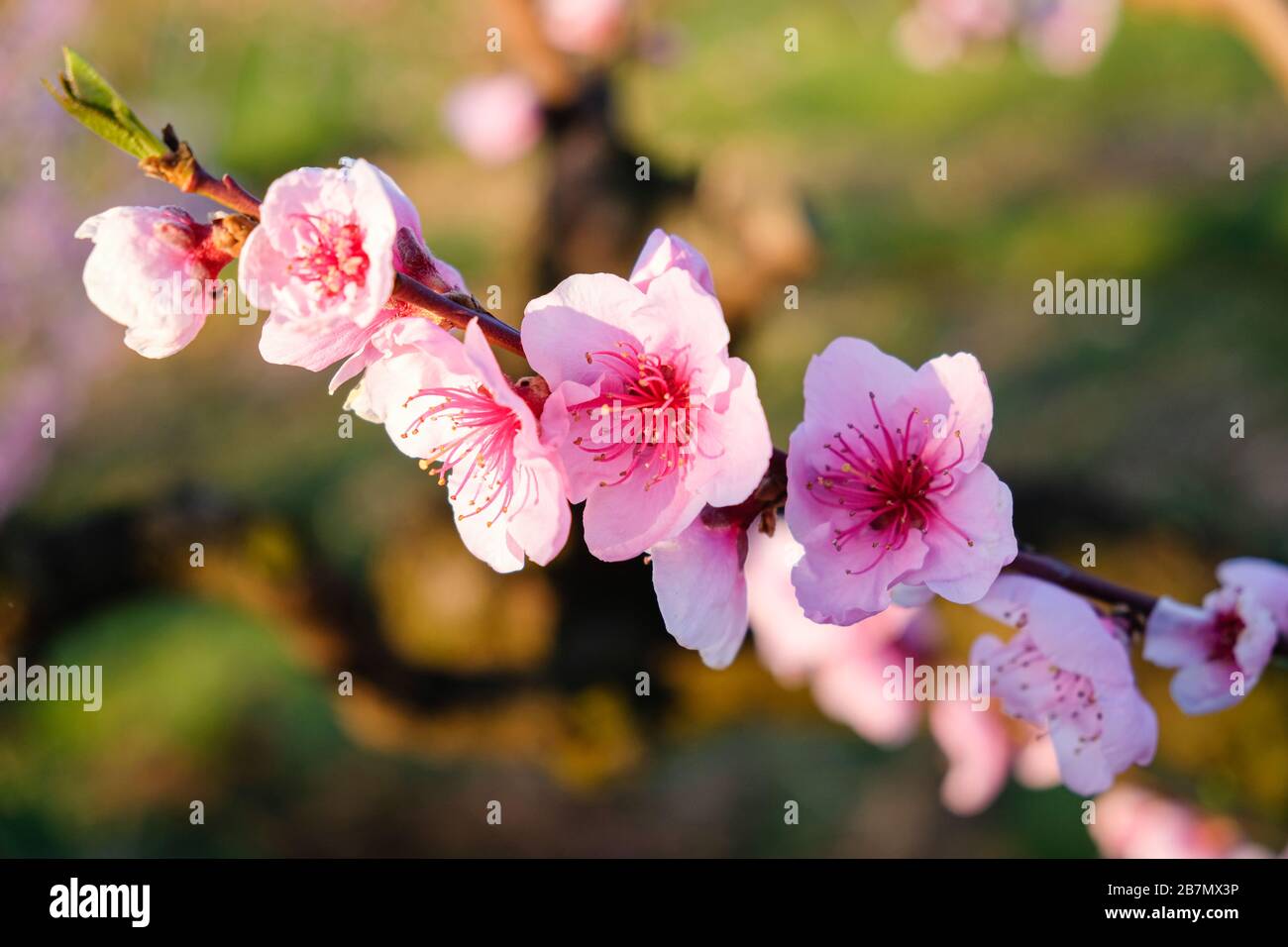Pecher arbre Banque de photographies et d’images à haute résolution - Alamy