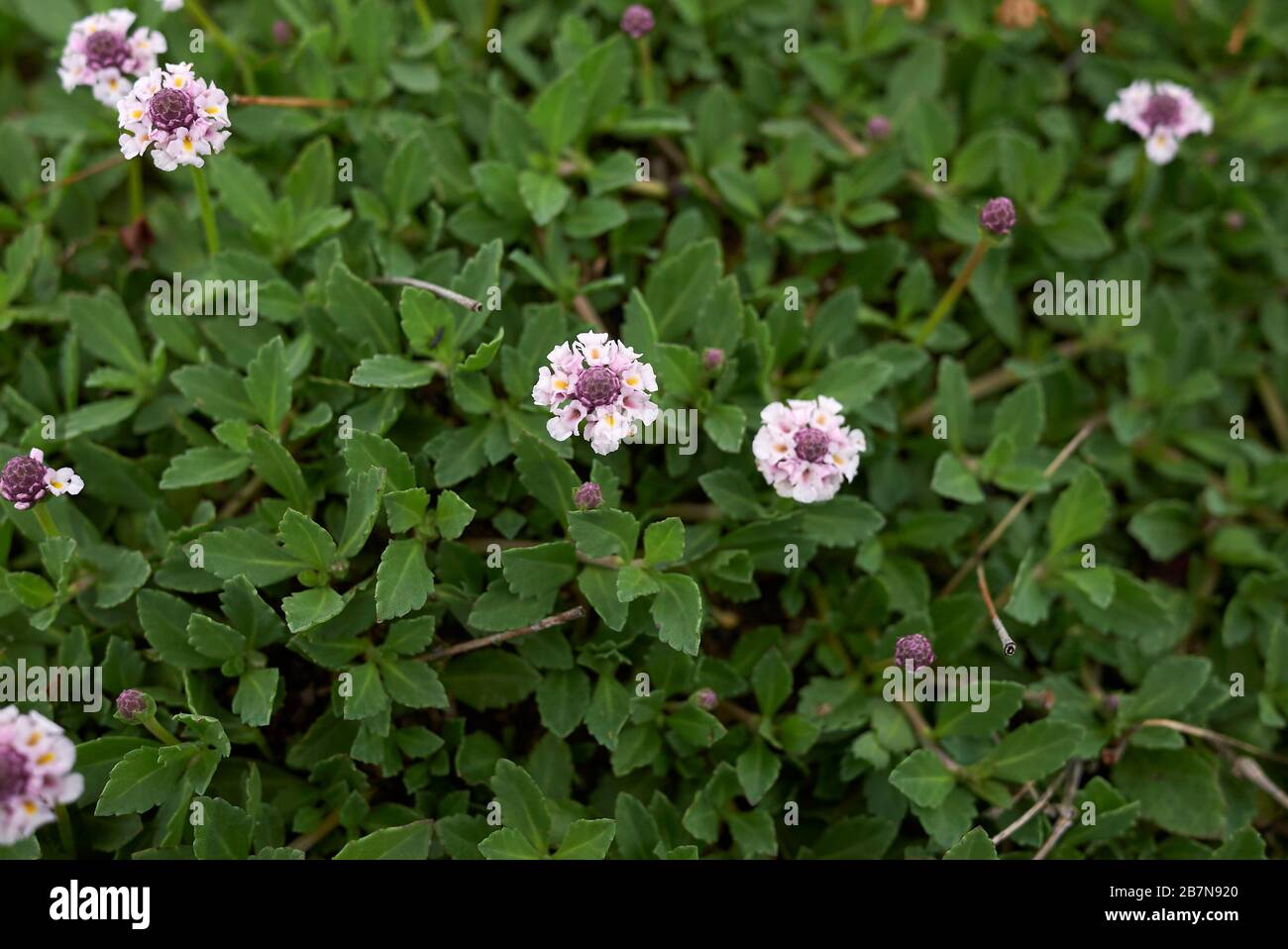 Lippia nodiflora Banque de photographies et d’images à haute résolution ...