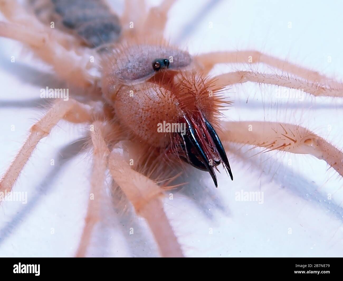 Sun spider Banque de photographies et d’images à haute résolution - Alamy