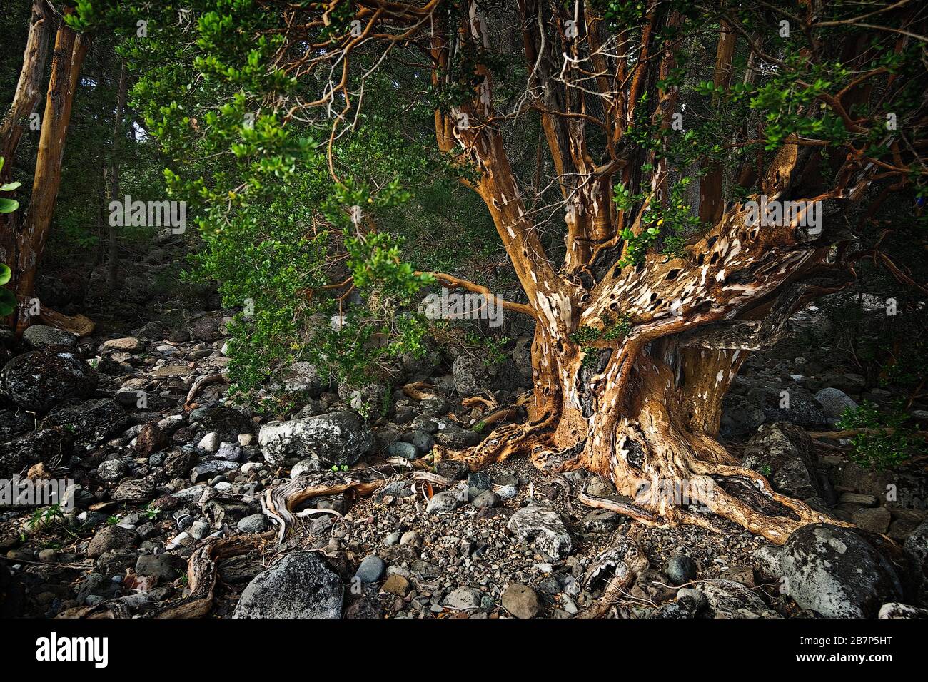 Arrayan tree Banque de photographies et d’images à haute résolution - Alamy