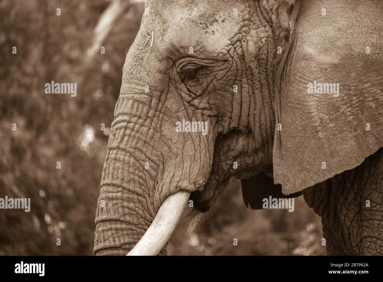 Elephant noir et blanc profil Banque de photographies et d’images à ...