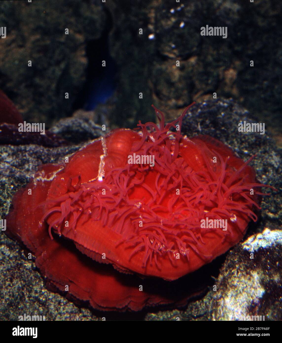 Actinia equina Banque de photographies et d’images à haute résolution ...
