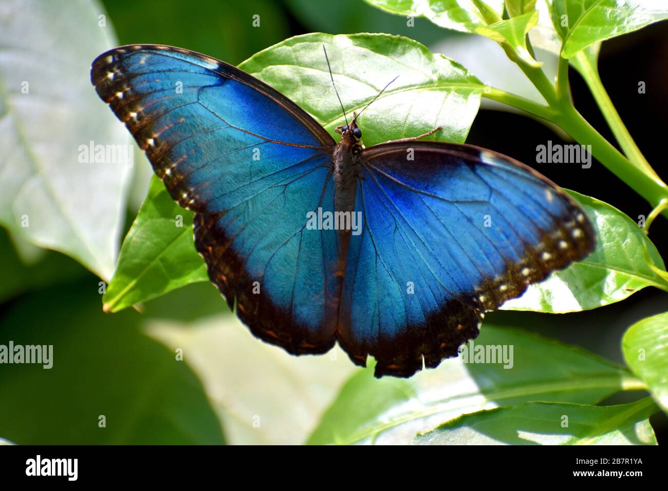 Morpho morpho menelaus Banque de photographies et d’images à haute ...