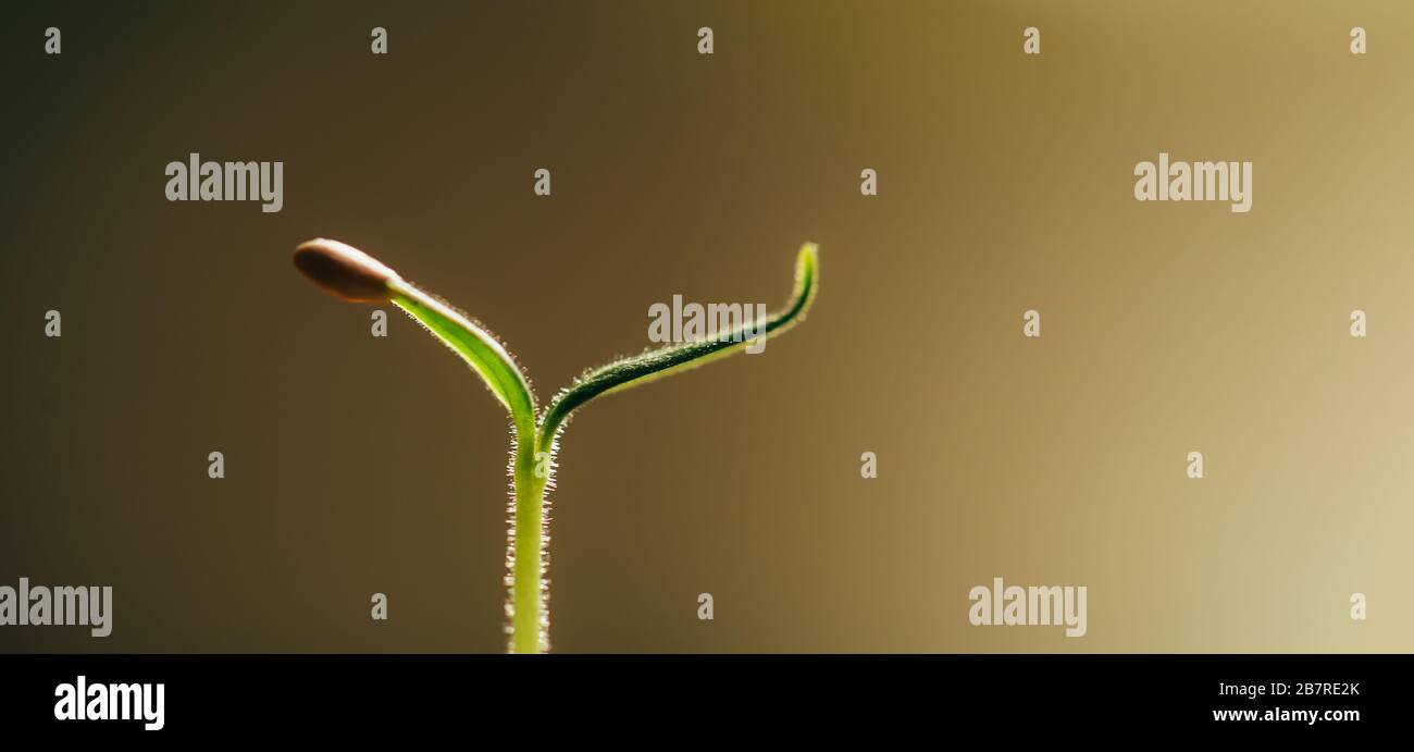 Une nouvelle pousse verte Banque de photographies et d’images à haute ...