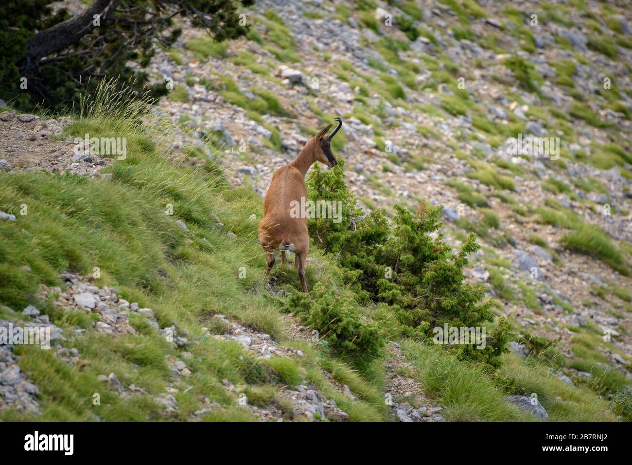 Isard pyrenees Banque de photographies et d’images à haute résolution ...