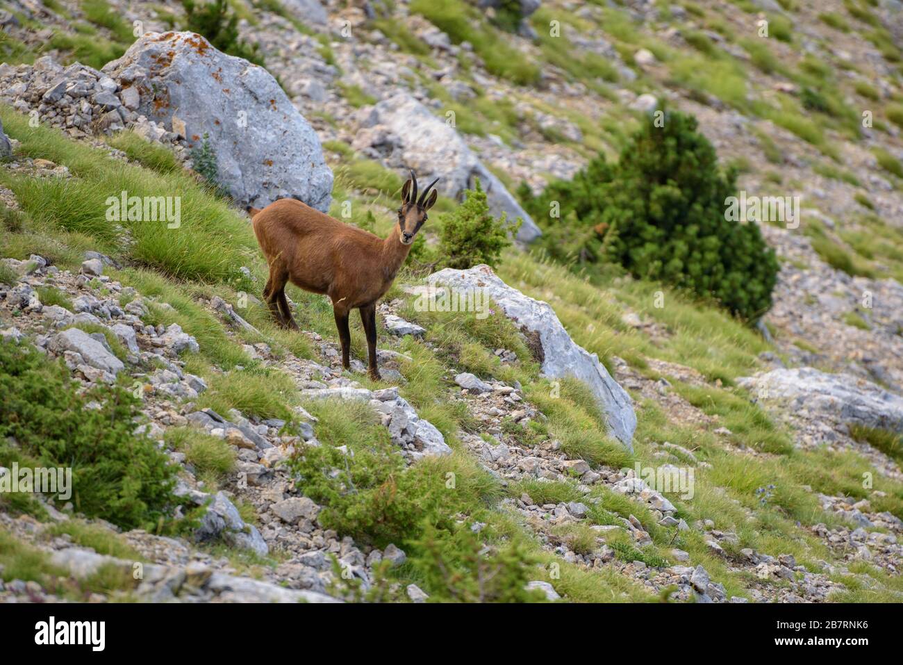 Isard pyrenees Banque de photographies et d’images à haute résolution ...