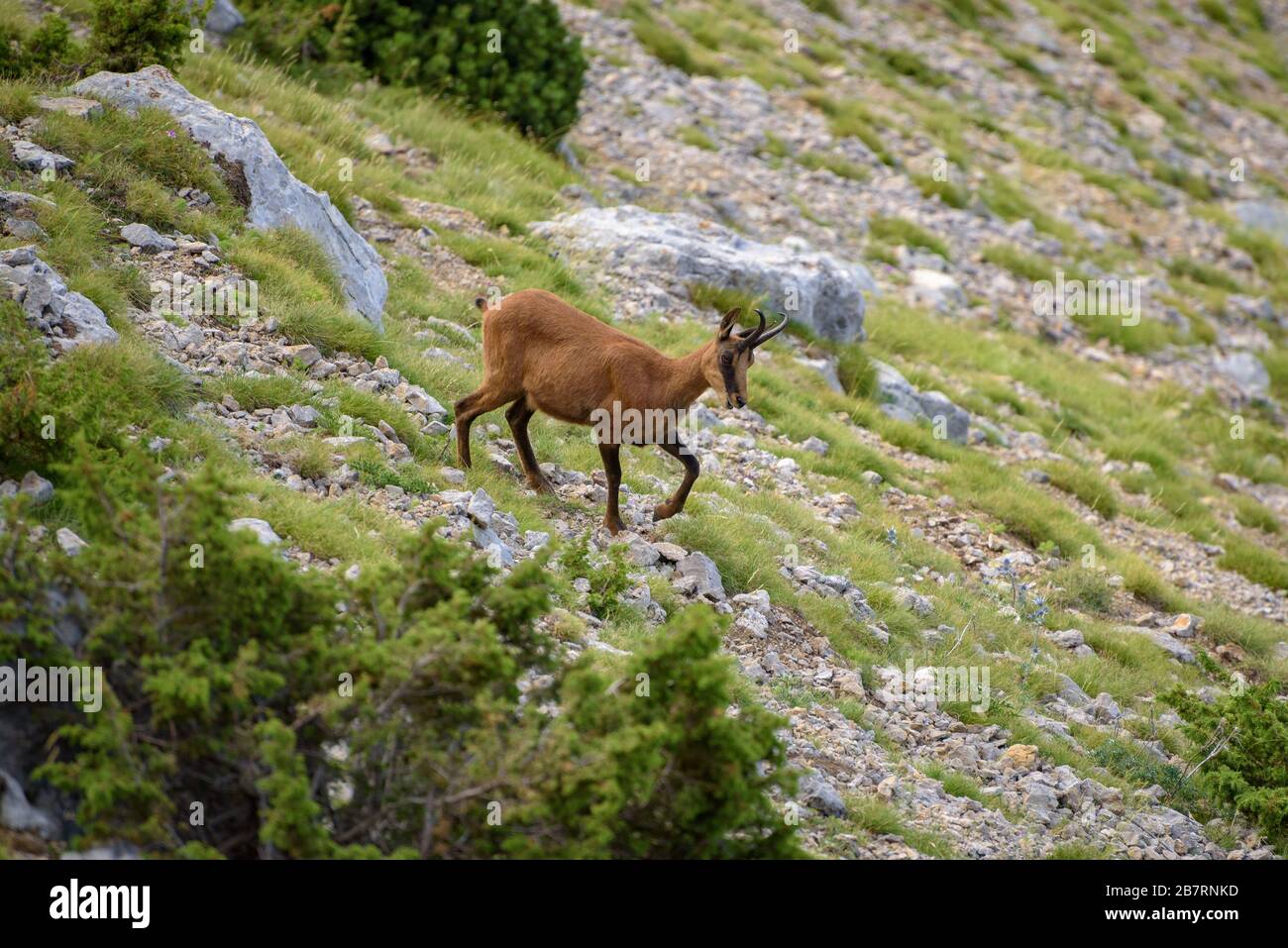 Isard pyrenees Banque de photographies et d’images à haute résolution ...