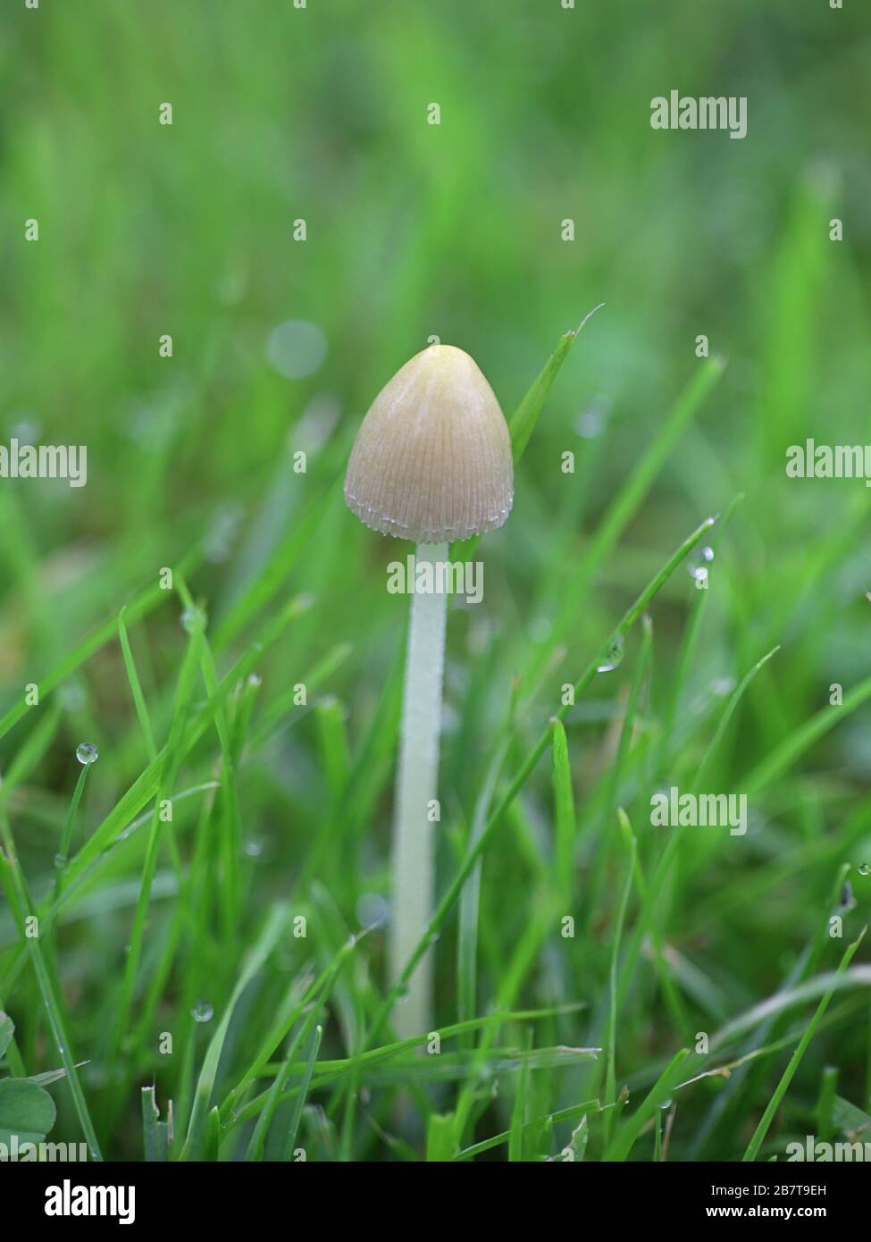 Conocybe apala Banque de photographies et d’images à haute résolution ...