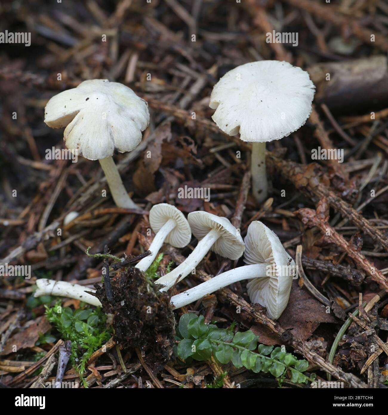 Champignon fibrecap Banque de photographies et d’images à haute ...