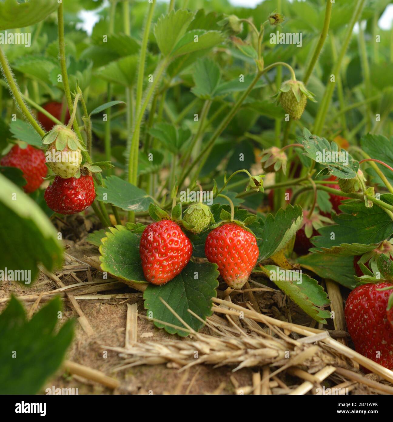 plantes de fraises biologiques avec des fruits rouges savoureux qui ...