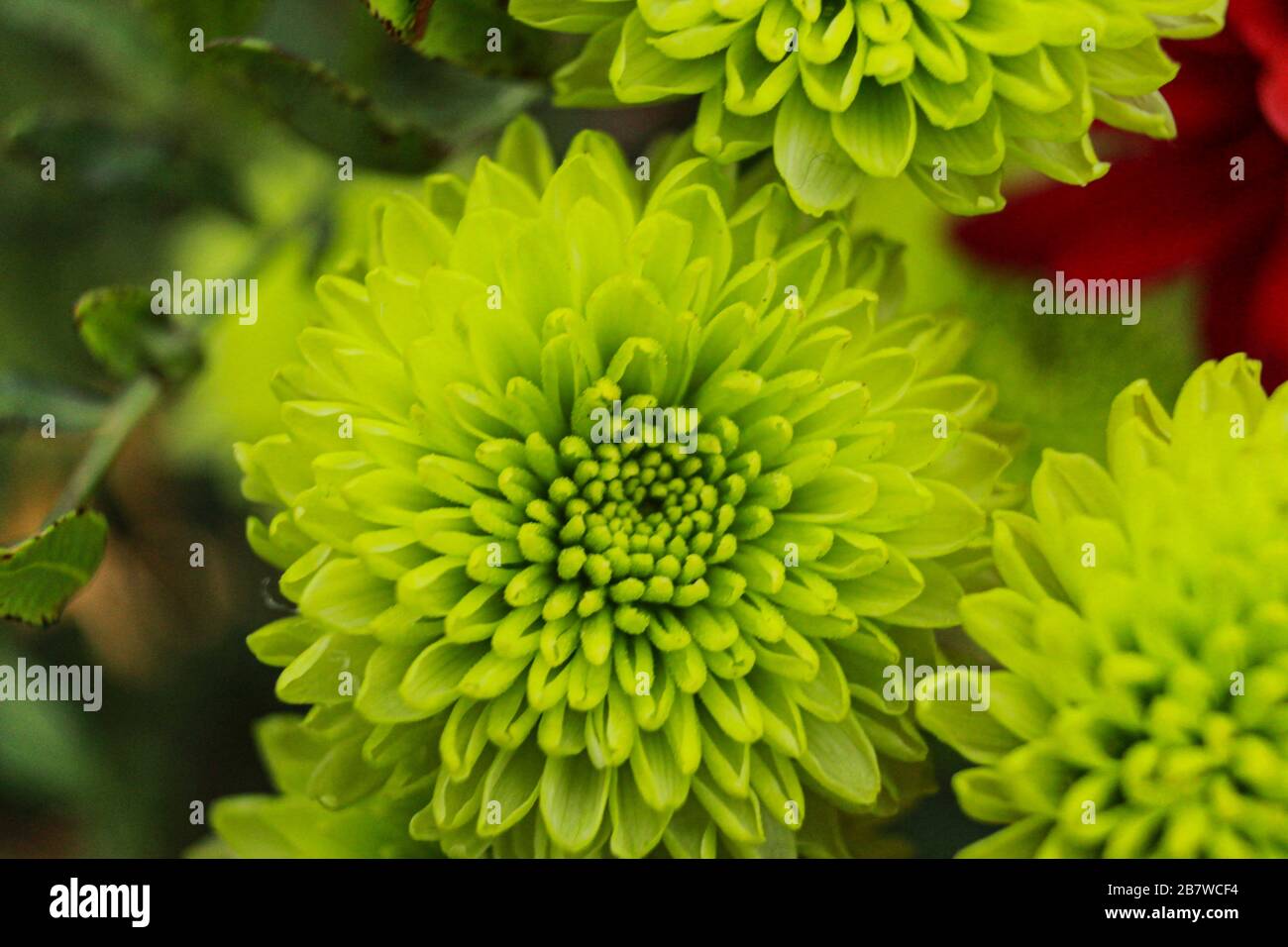 Fleur verte Banque de photographies et d’images à haute résolution - Alamy