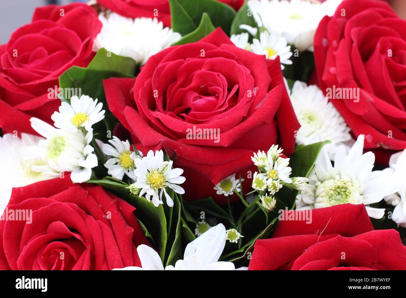 Bouquet de rose rouge Banque de photographies et d’images à haute ...