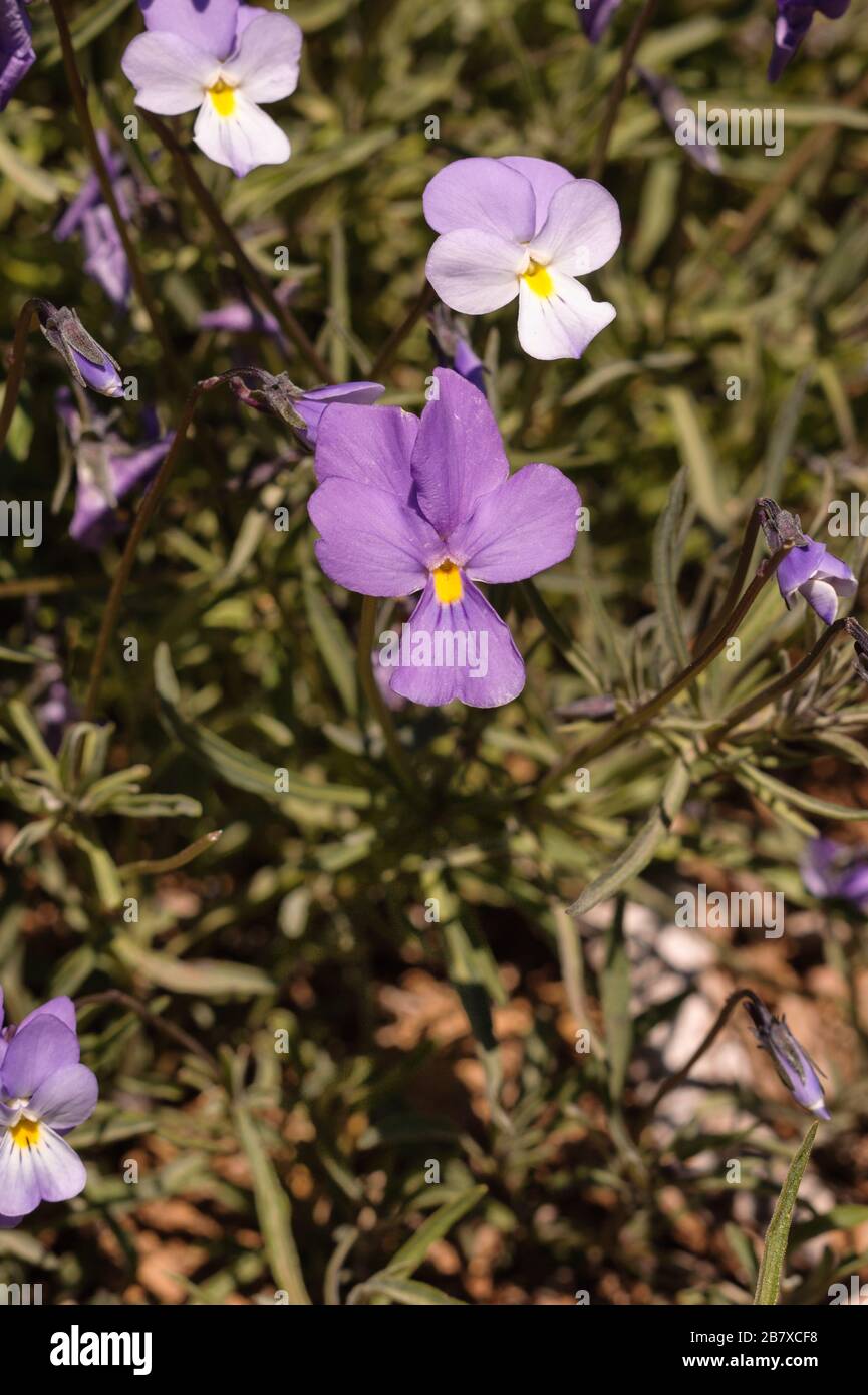 Viola palmensis Banque de photographies et d’images à haute résolution ...