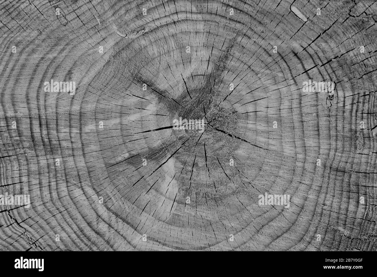 Motif de tronc d'arbre noir et blanc Banque de photographies et d ...