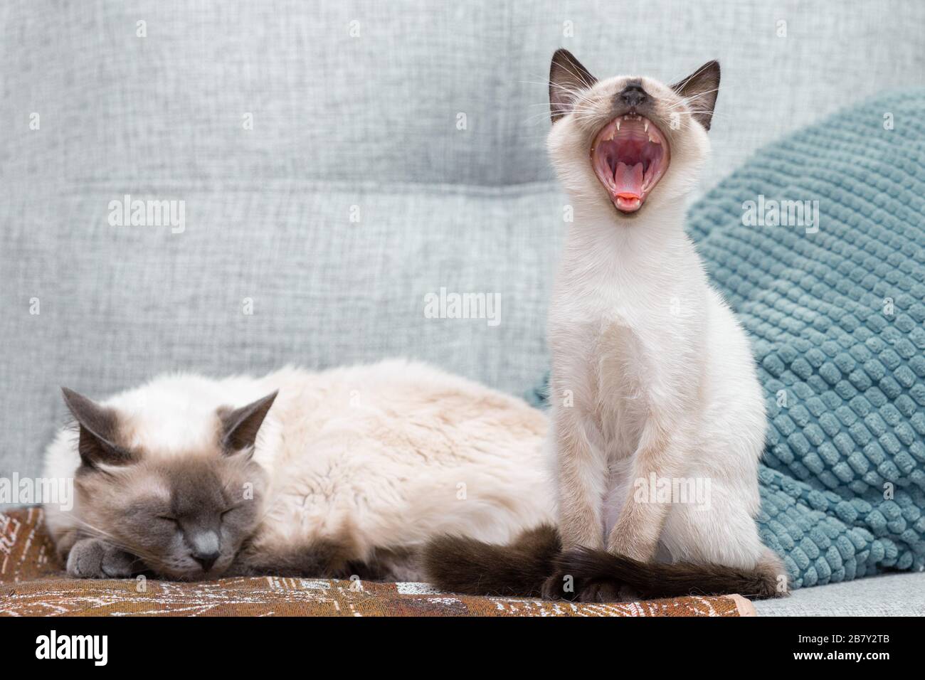 Le chat dort sur le canapé, à côté du chaton se trouve et des yawns ...