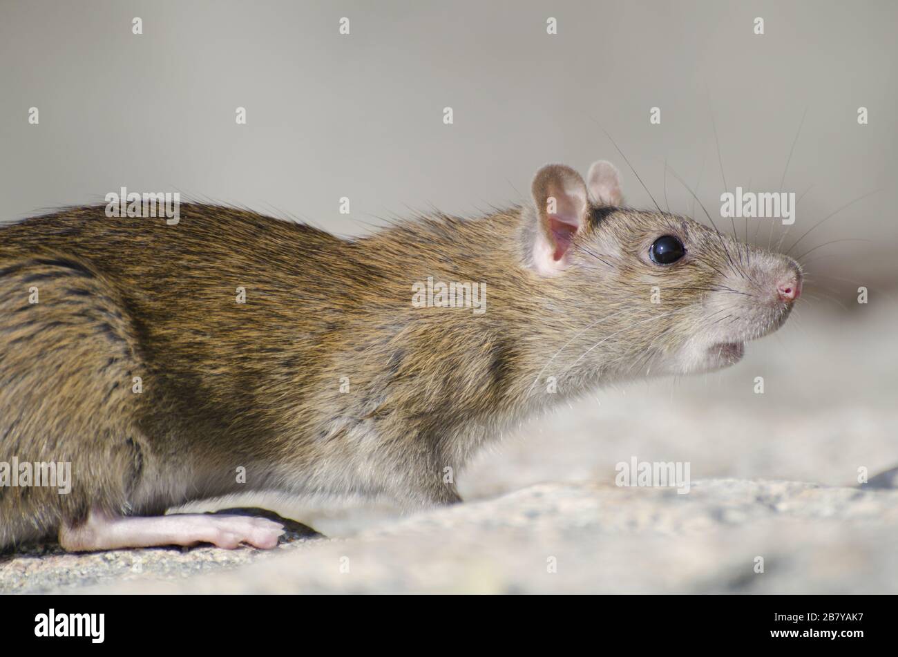 Rat de riz des marais Banque de photographies et d’images à haute ...
