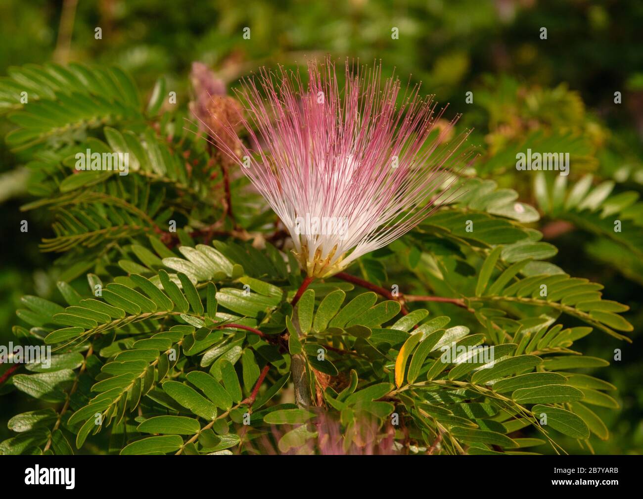 Calliandra surinamensis Banque de photographies et d’images à haute ...