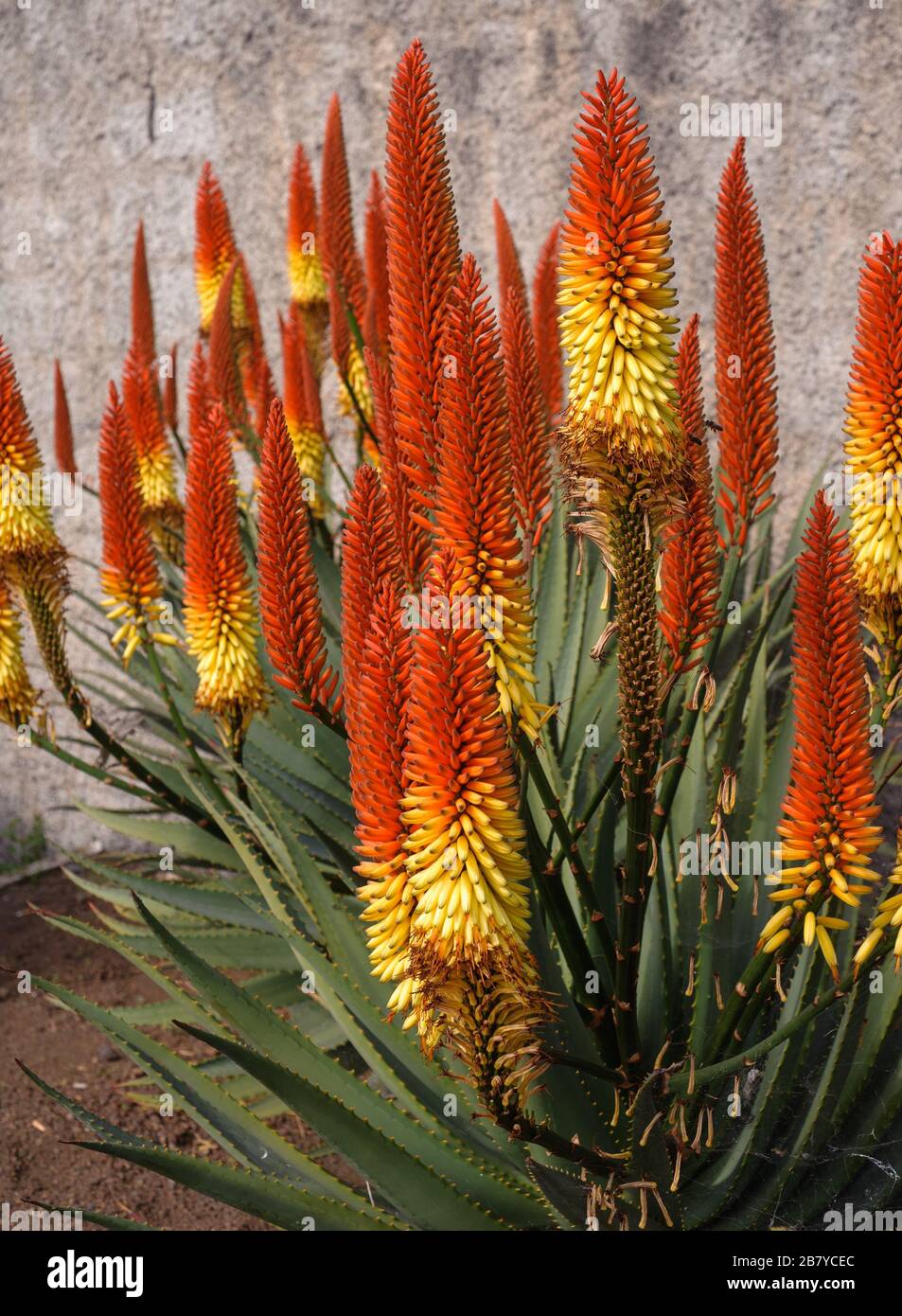 Aloe mutabilis Banque de photographies et d’images à haute résolution ...
